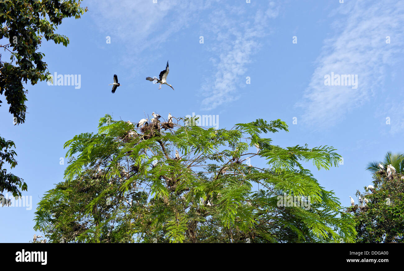 Adjutant storks nesting, Majuli island, Assam, India Stock Photo - Alamy