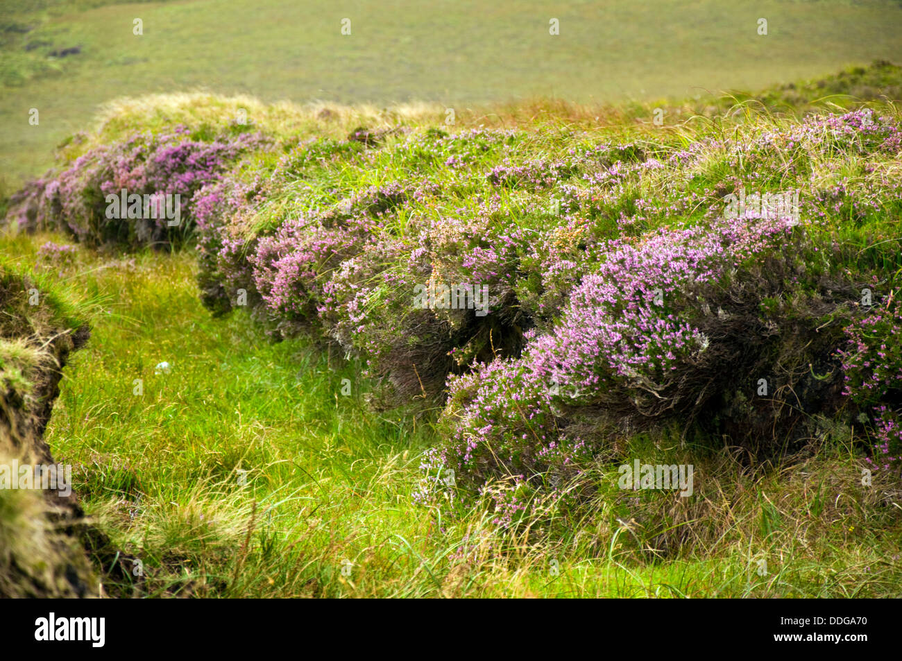 Blooming heather and turf peat cut on a blanket bog near Glencomcille ...