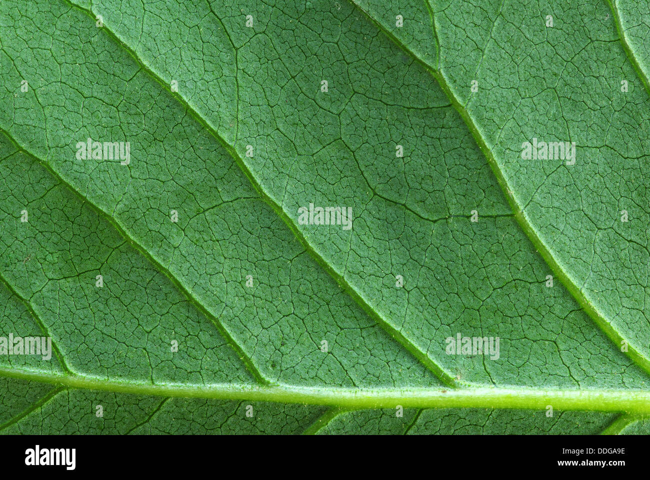 structure of leaf Stock Photo - Alamy