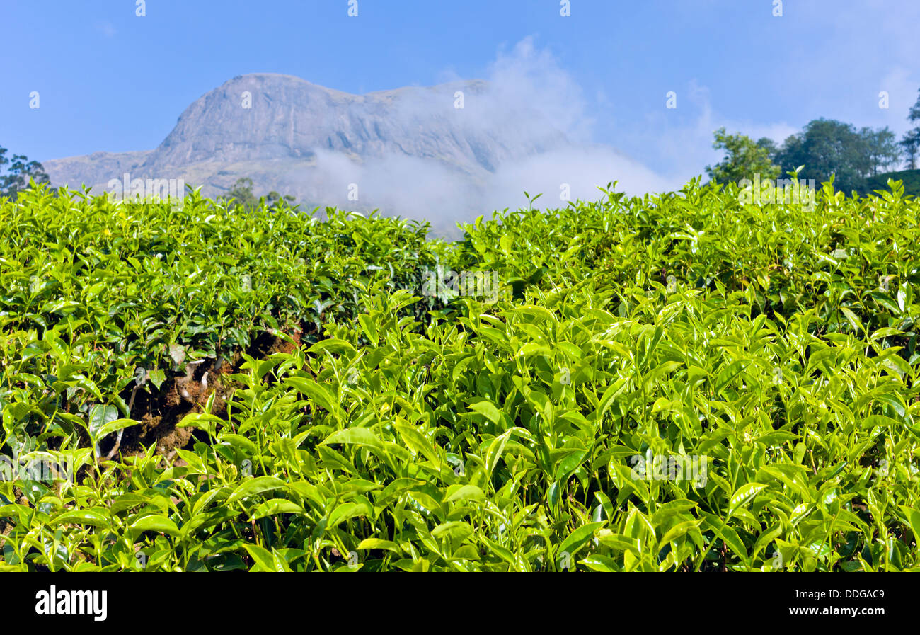 Tea plantation in the Kannan Devan Hills in Munnar, Kerala, India Stock ...