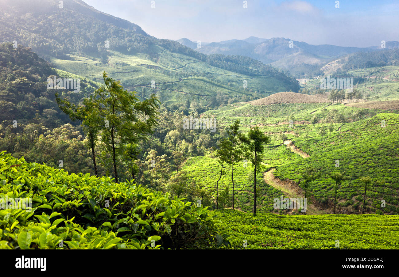 Tea plantation in the Kannan Devan Hill in Munnar, Kerala, India Stock ...