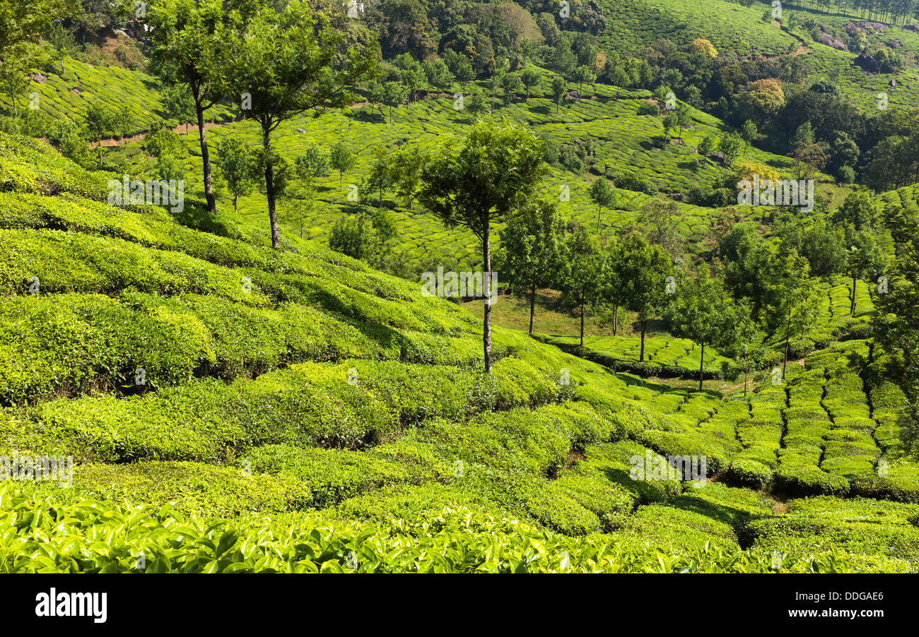 Tea plantation in the Kannan Devan Hill in Munnar, Kerala, India Stock ...