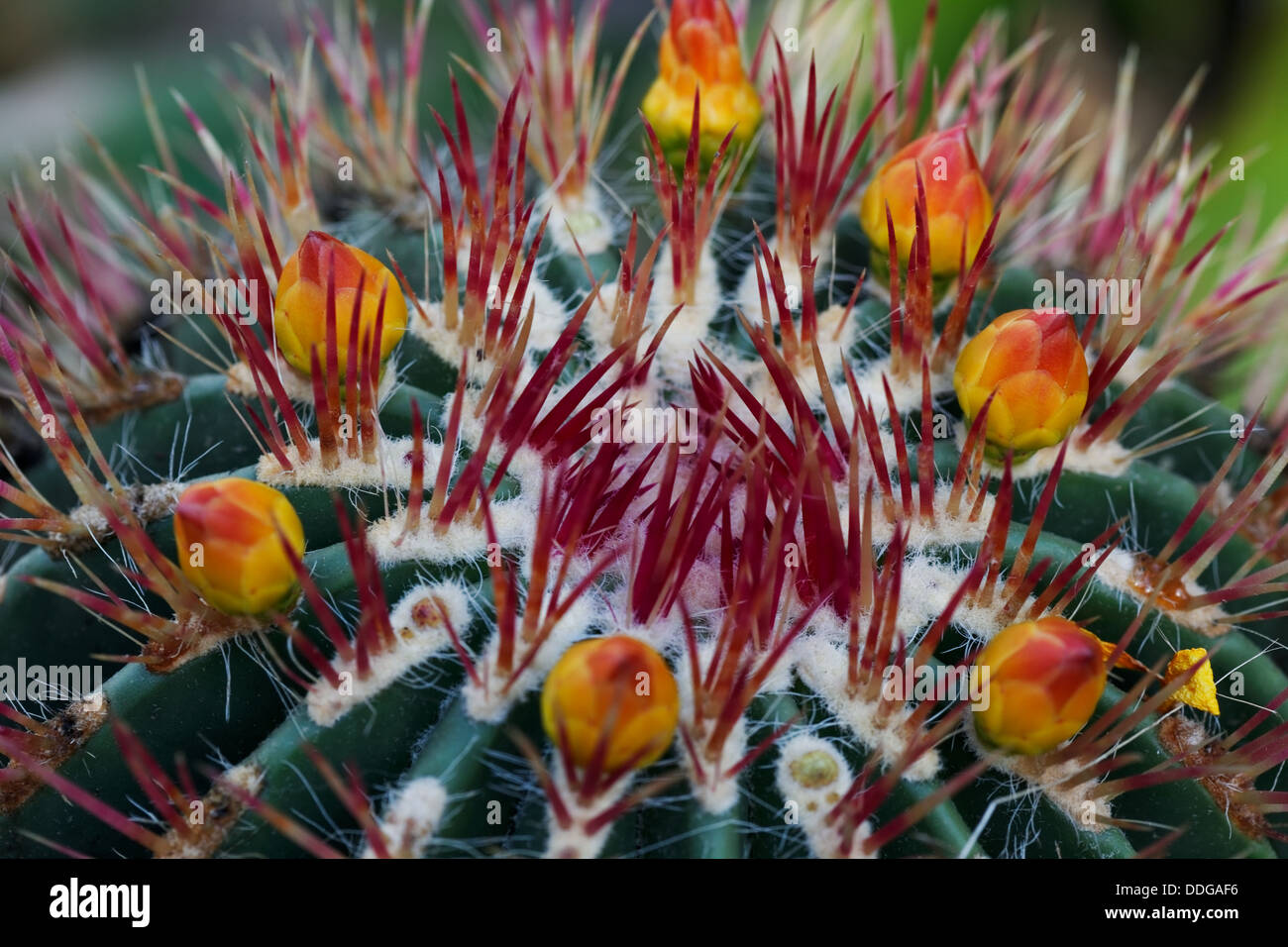 Ferocactus pilosus cactus hi-res stock photography and images - Alamy