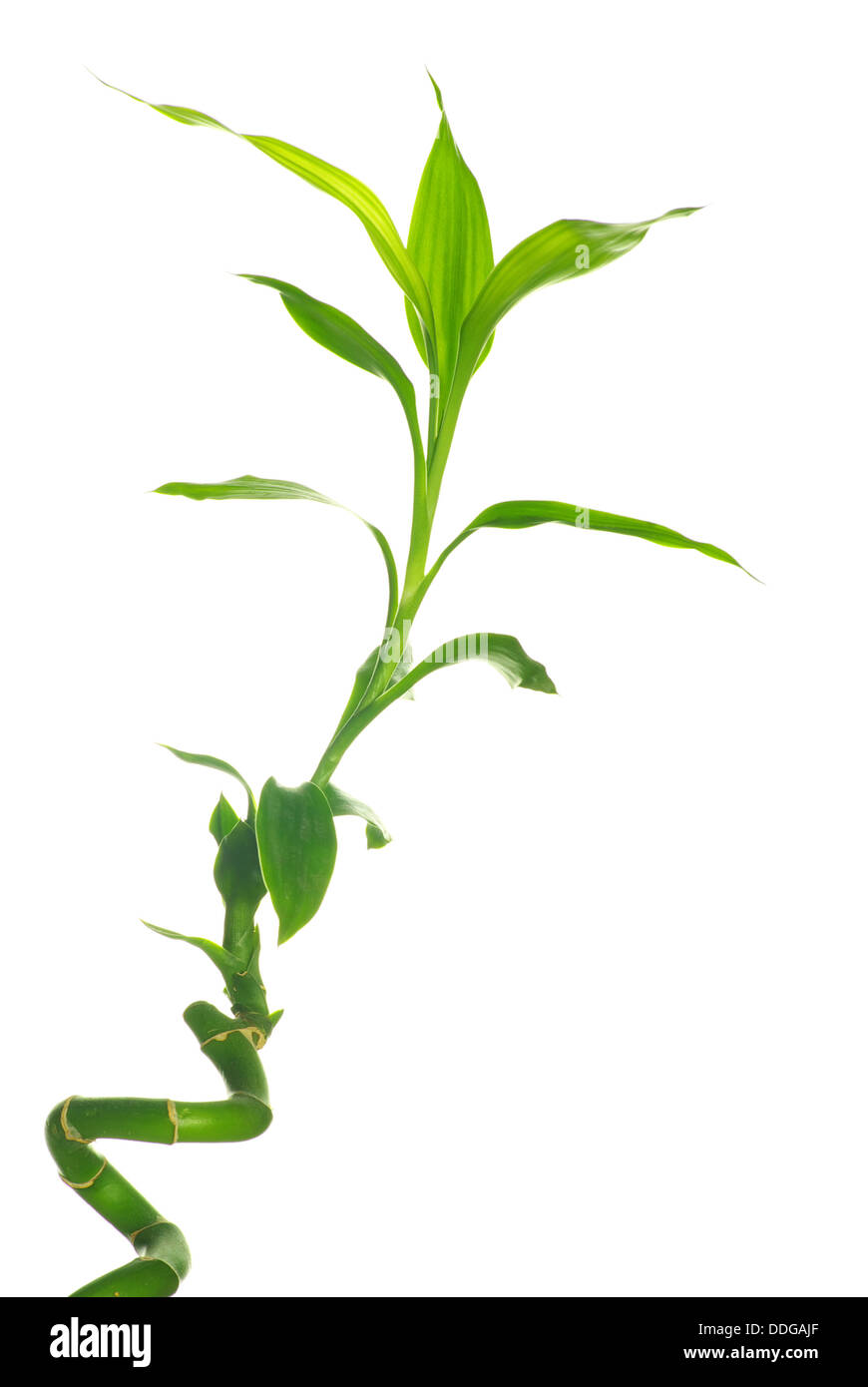 Bamboo pattern Cut Out Stock Images & Pictures - Alamy