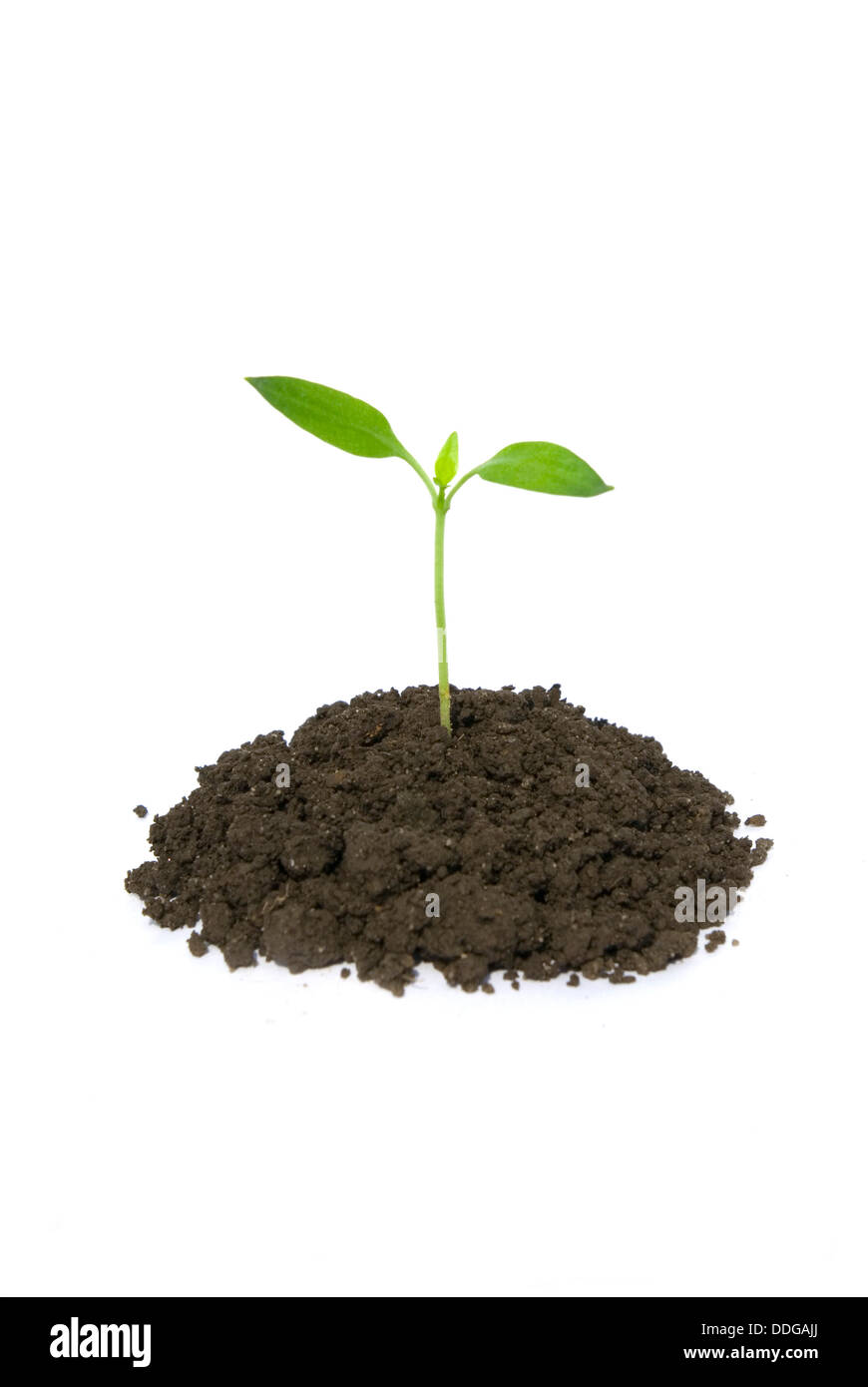 One little leaf Cut Out Stock Images & Pictures - Alamy