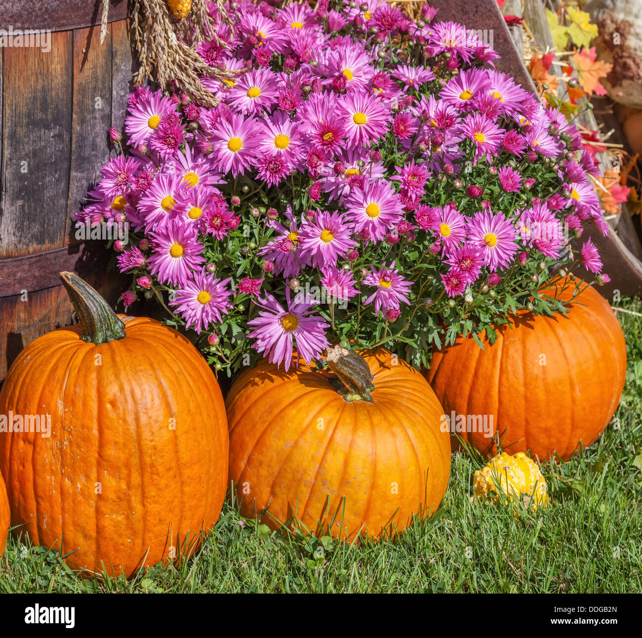 Autumn farm display of agricultural produce and fall chrysanthemum ...