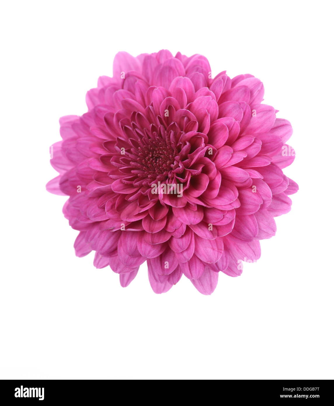 Purple Mum Flower Stock Photo - Alamy
