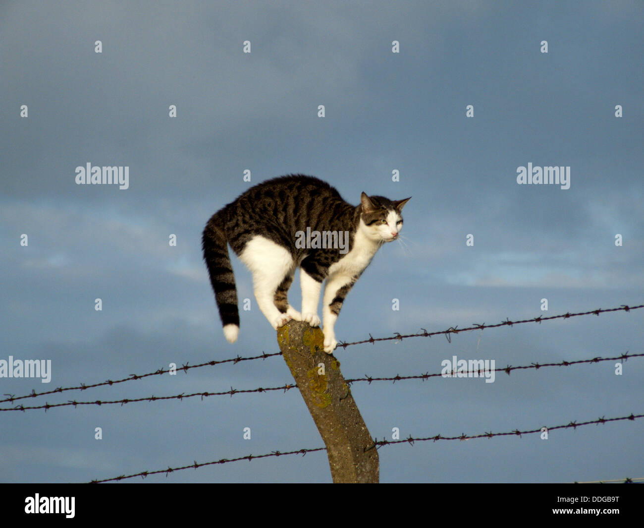 Cat photographed on fence post Stock Photo - Alamy