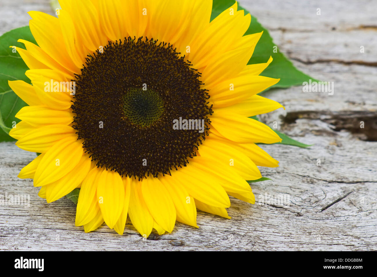 Old sunflower hi-res stock photography and images - Alamy