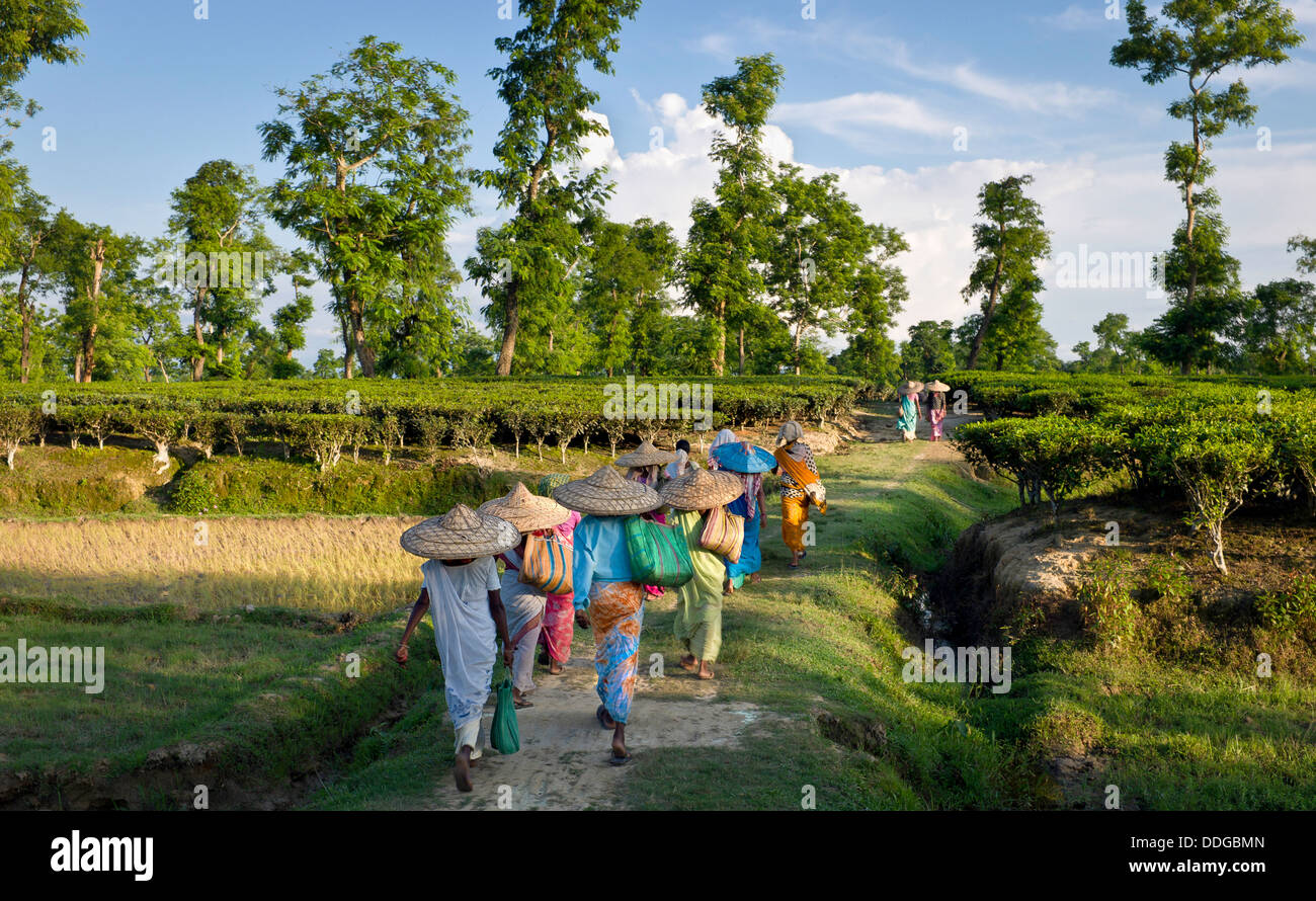 Jorhat assam tea plantation india hi-res stock photography and images ...