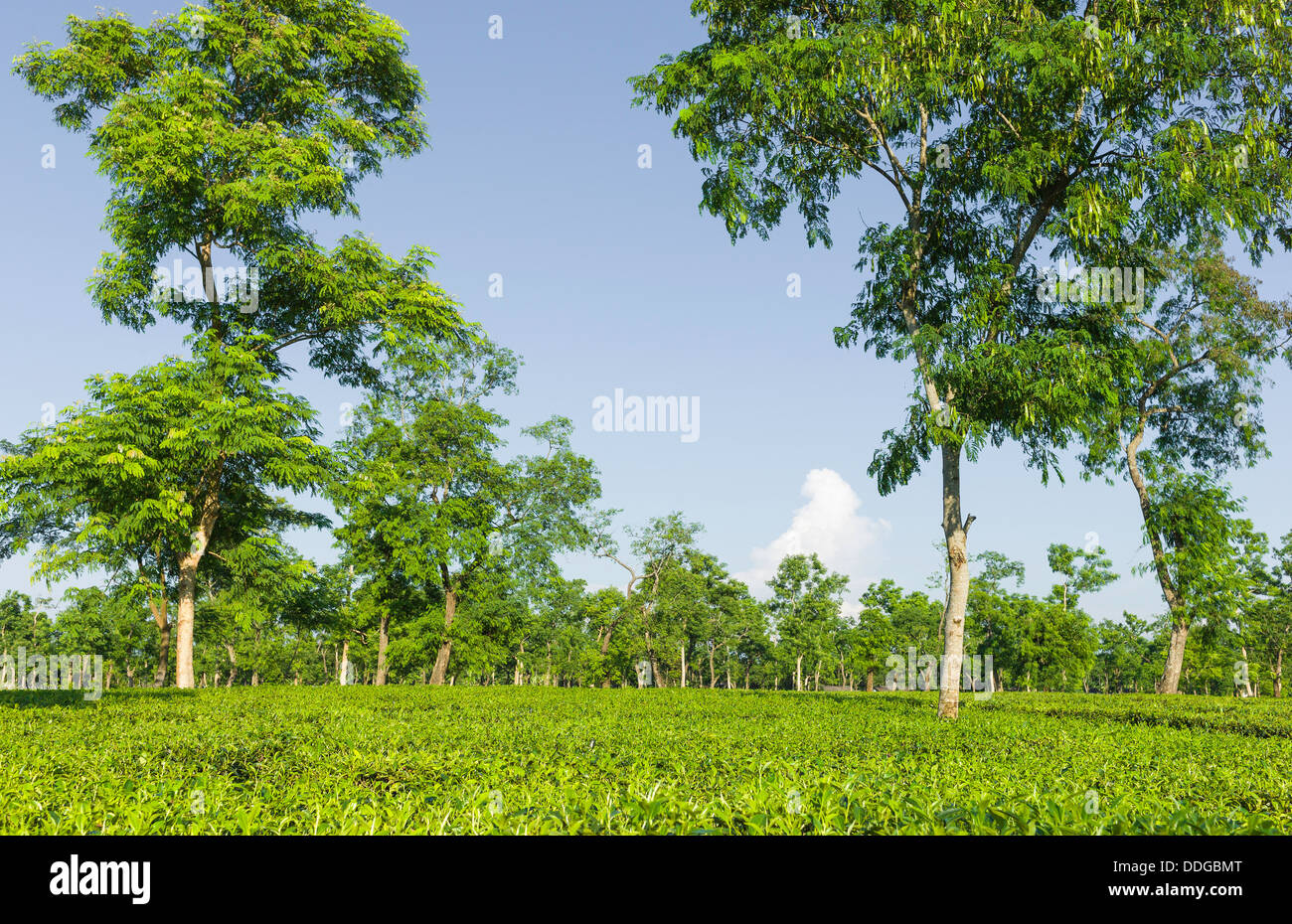 Tea plantation, Jorhat, Assam, India Stock Photo - Alamy