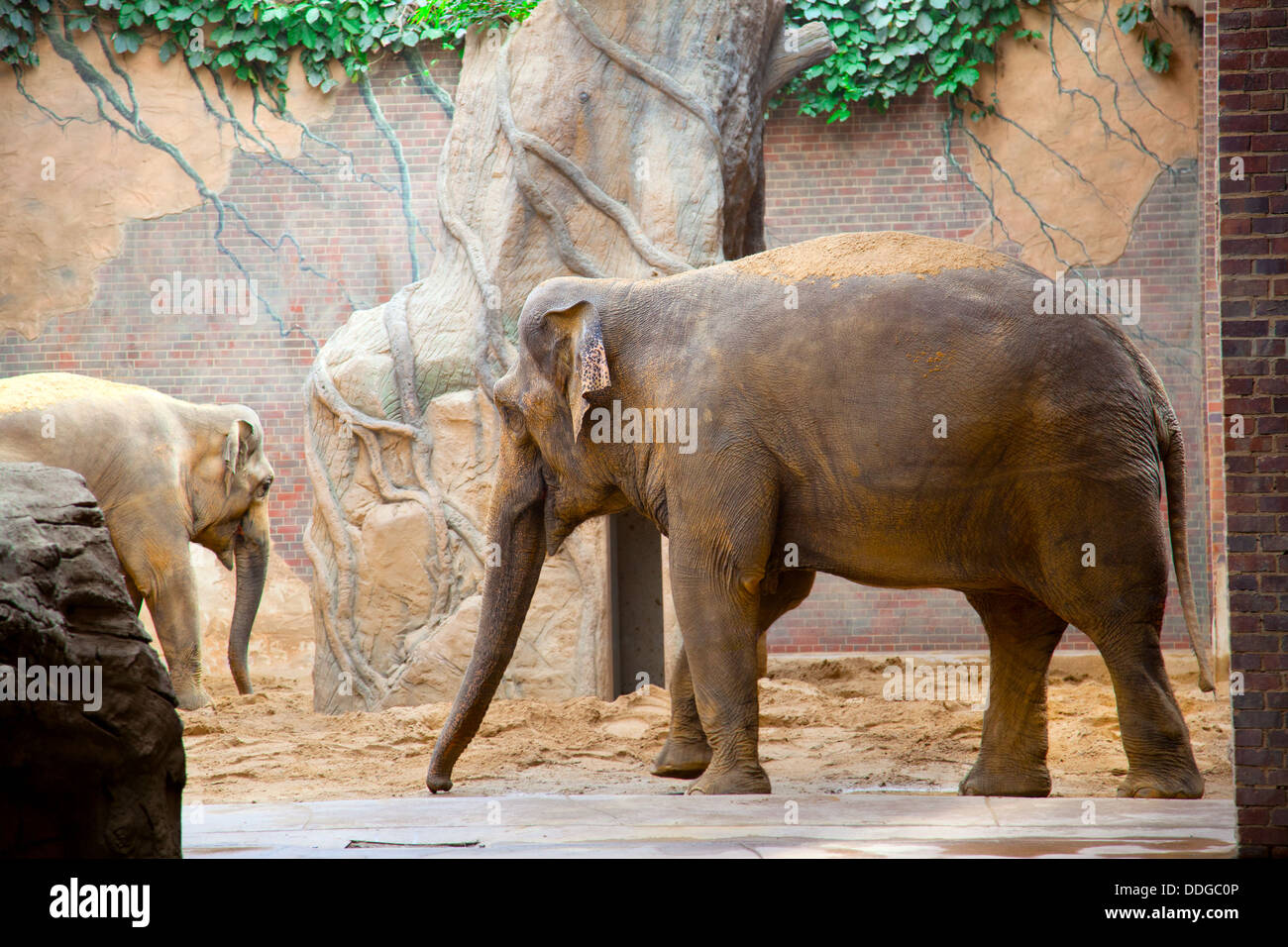 big african elephant Stock Photo - Alamy