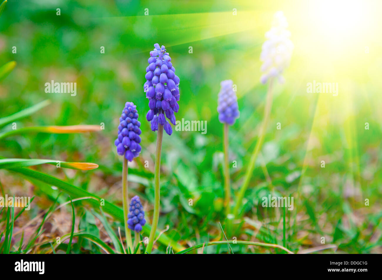 Bluebells flower with sunlight (Grape Hyacinth, Muscari armeniac Stock ...