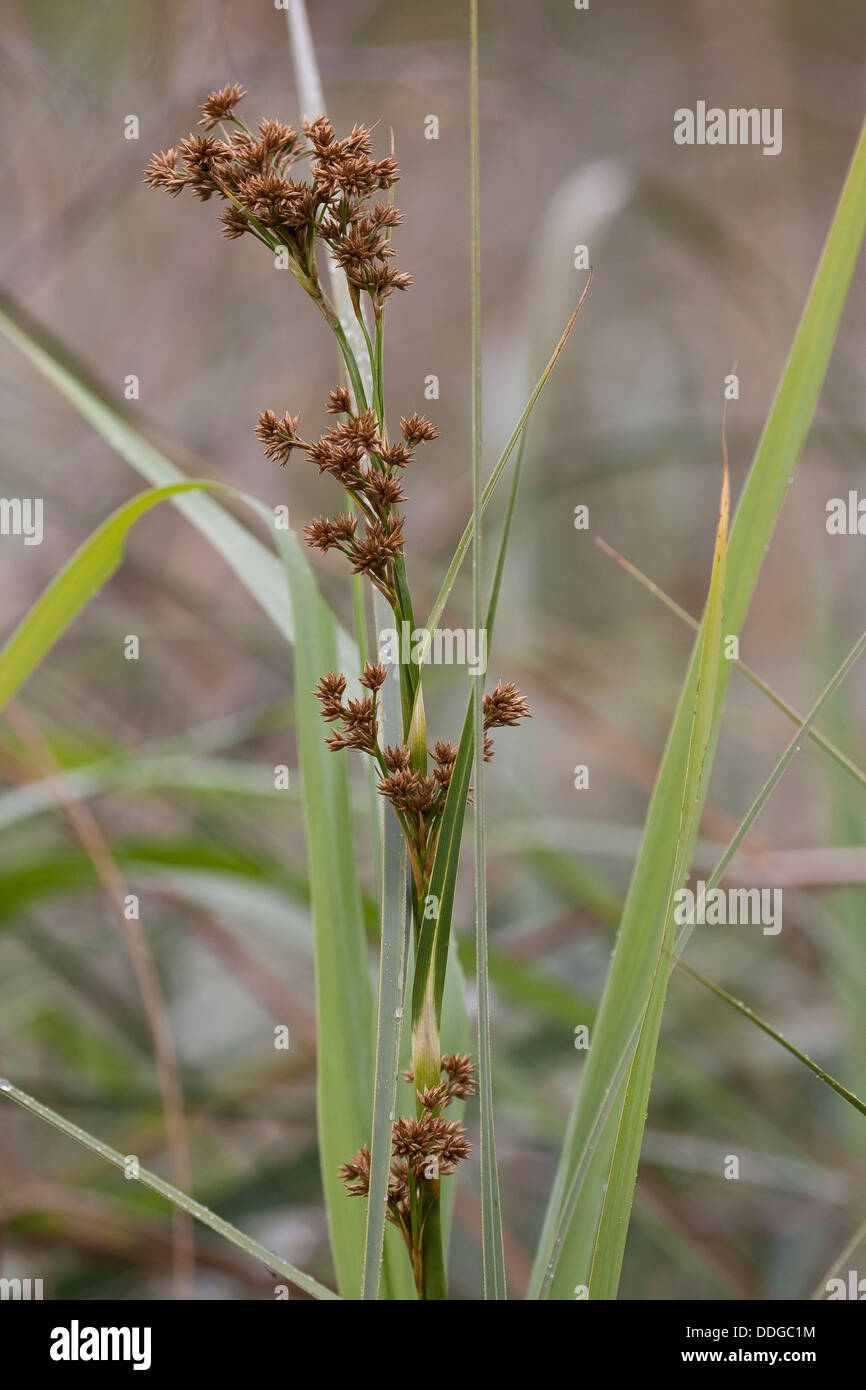 Elk Sedge, Fen Sedge, Binsen-Schneide, Binsenschneide, Binsen ...