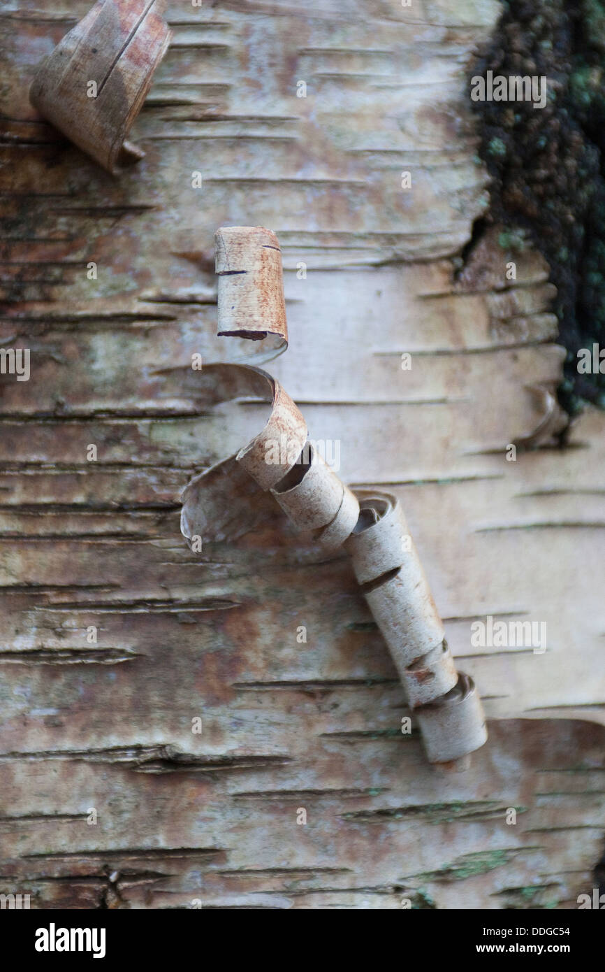 Birch bark hi-res stock photography and images - Alamy