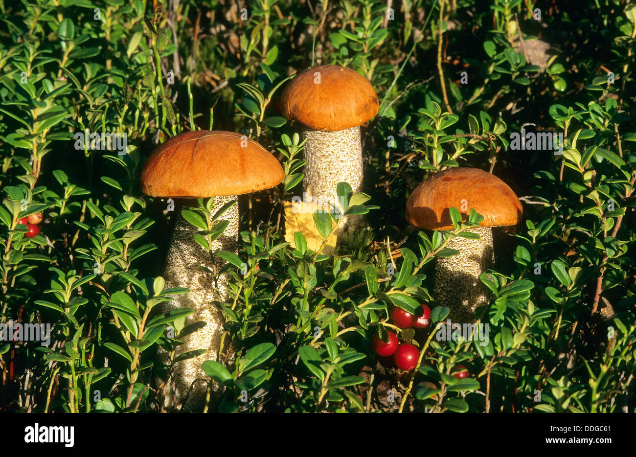 Orange Birch Bolete, Birken-Rotkappe, Birkenrotkappe, Leccinum ...