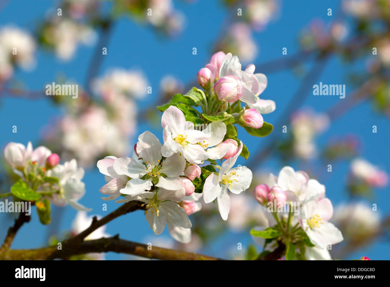 Apple bloom hi-res stock photography and images - Alamy