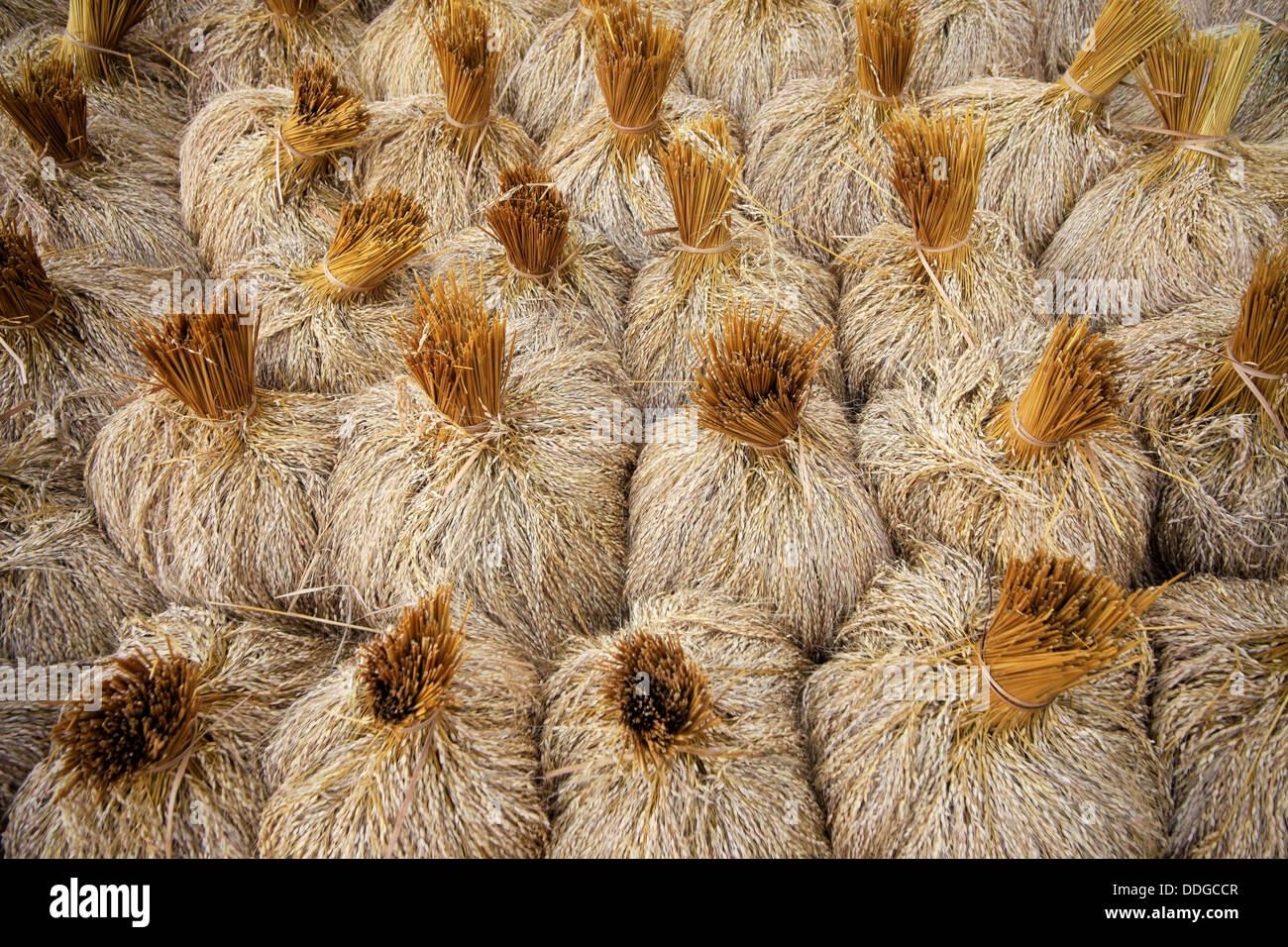 Paddy rice in field Stock Photo - Alamy