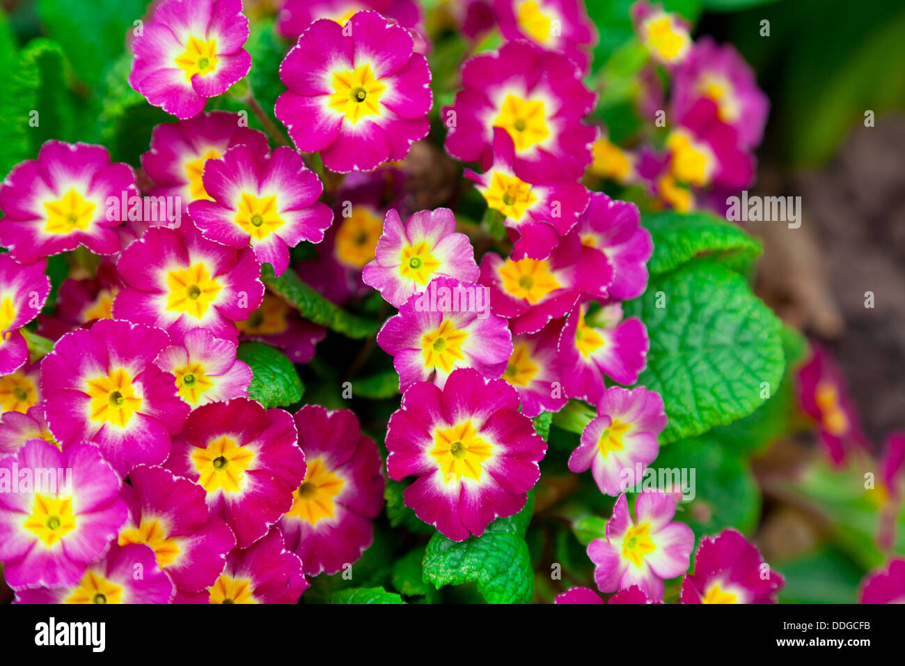 Perennial primrose or primula in the spring garden Stock Photo - Alamy