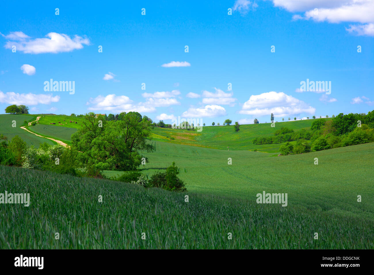 classic green field view against blue sky Stock Photo - Alamy