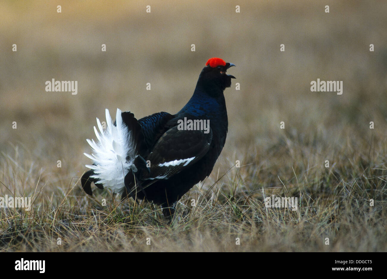 blackgame, black grouse, male, courtship, Birkhuhn, Birkhahn, Birkwild ...