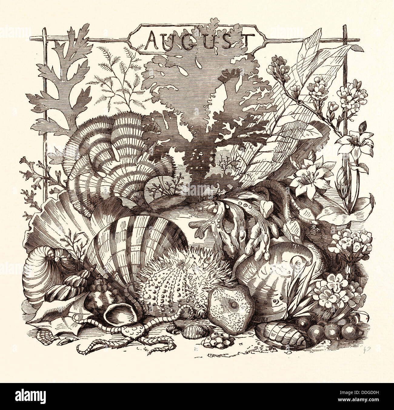 AUGUST, calendar, year, month, monthly Stock Photo - Alamy