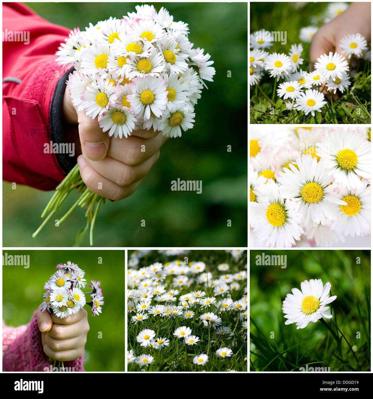 Collection of daisies - spring collage Stock Photo - Alamy