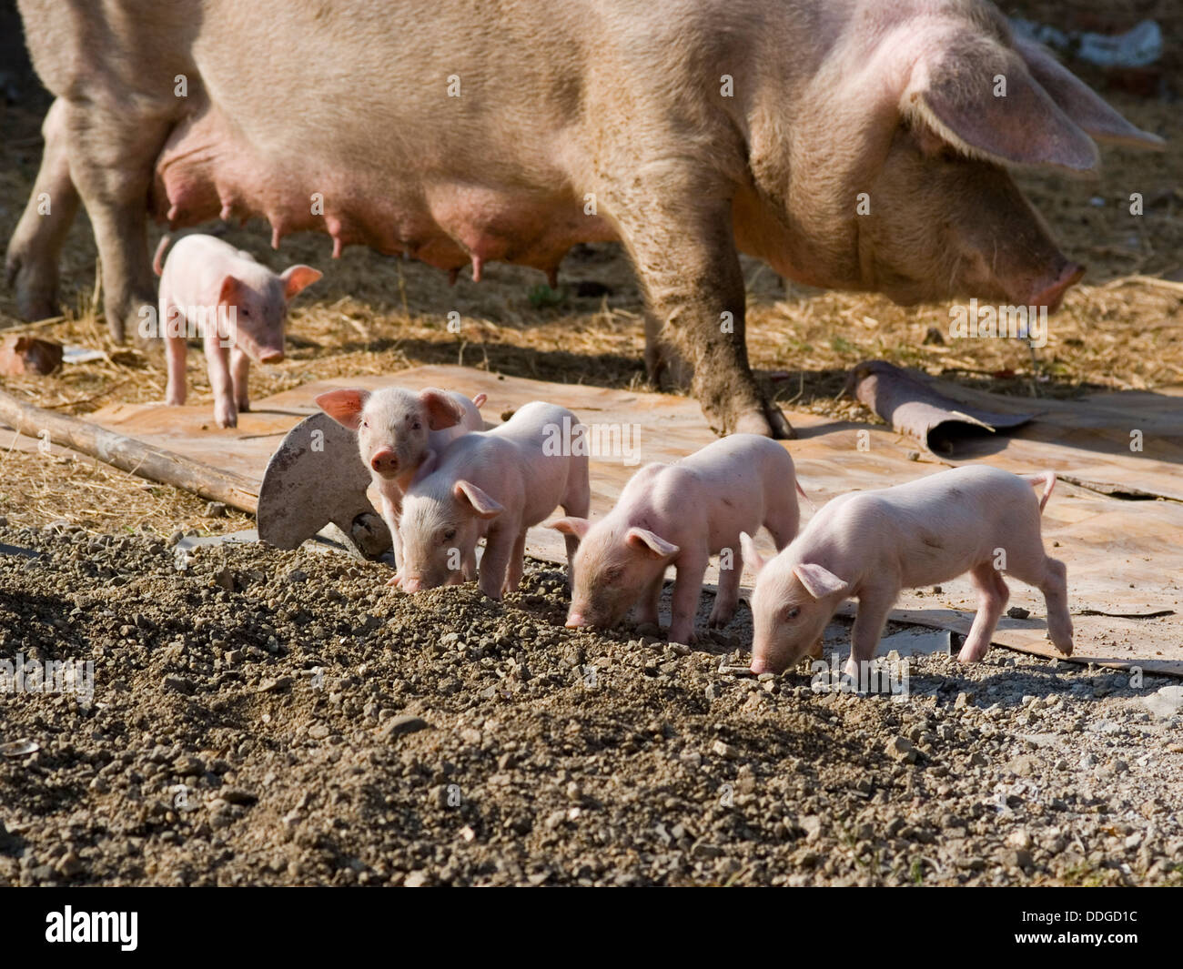 Mother pig and her young piglets in the garden of a gypsea family ...