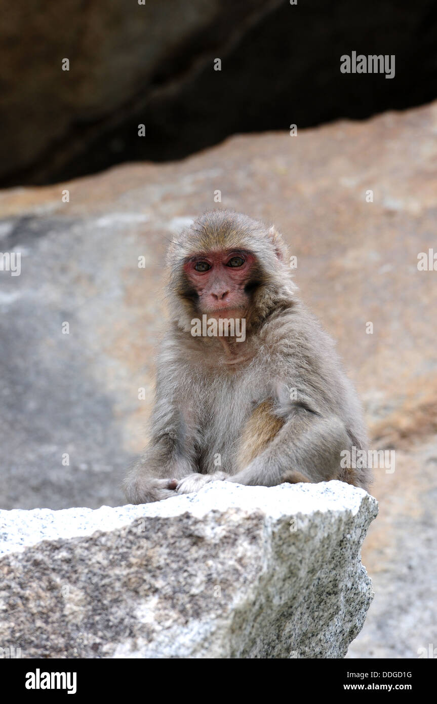 monkey baboon wild ape baby brown fur black forest primate fauna zoo ...