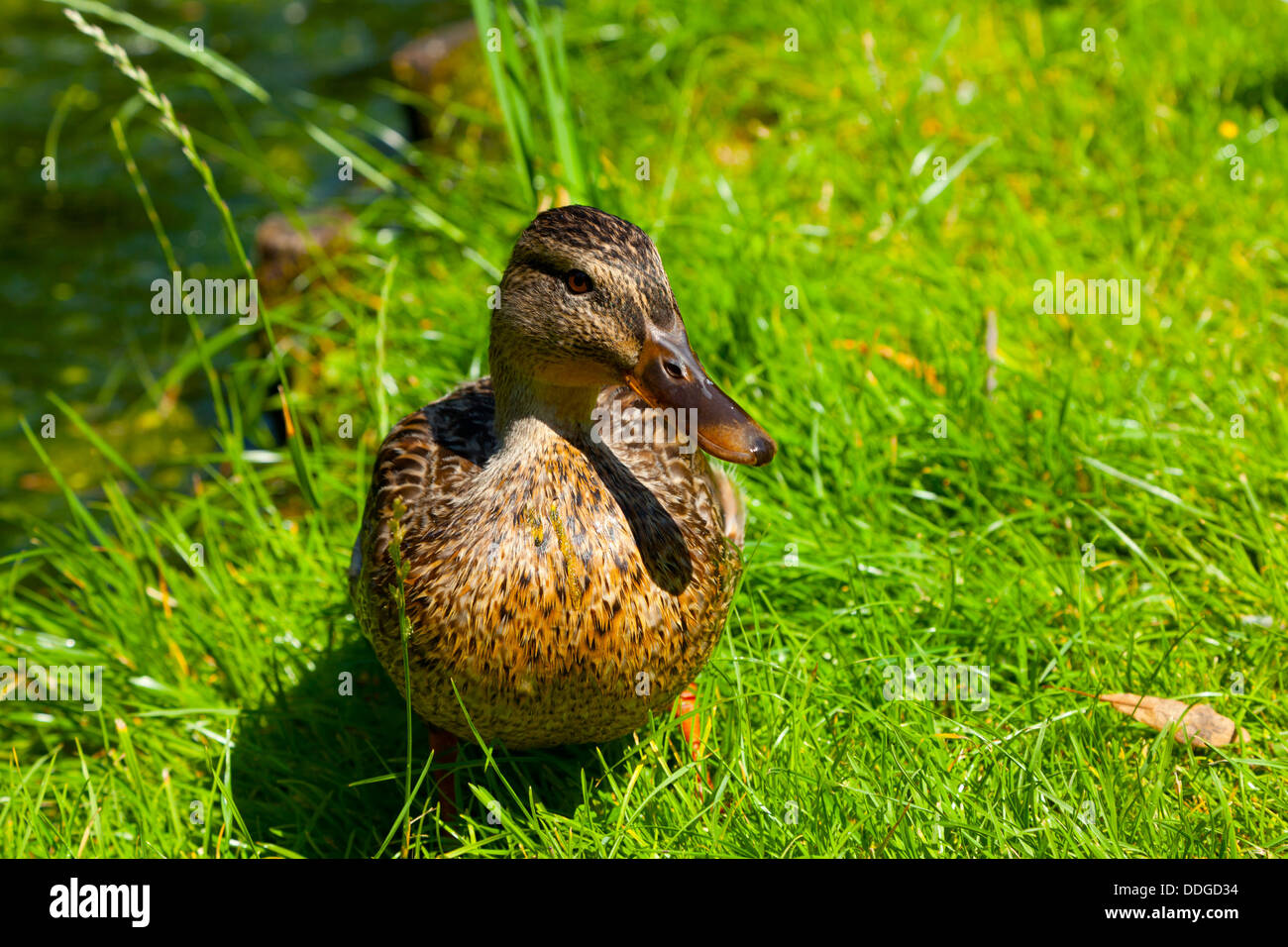 Back duck hi-res stock photography and images - Alamy