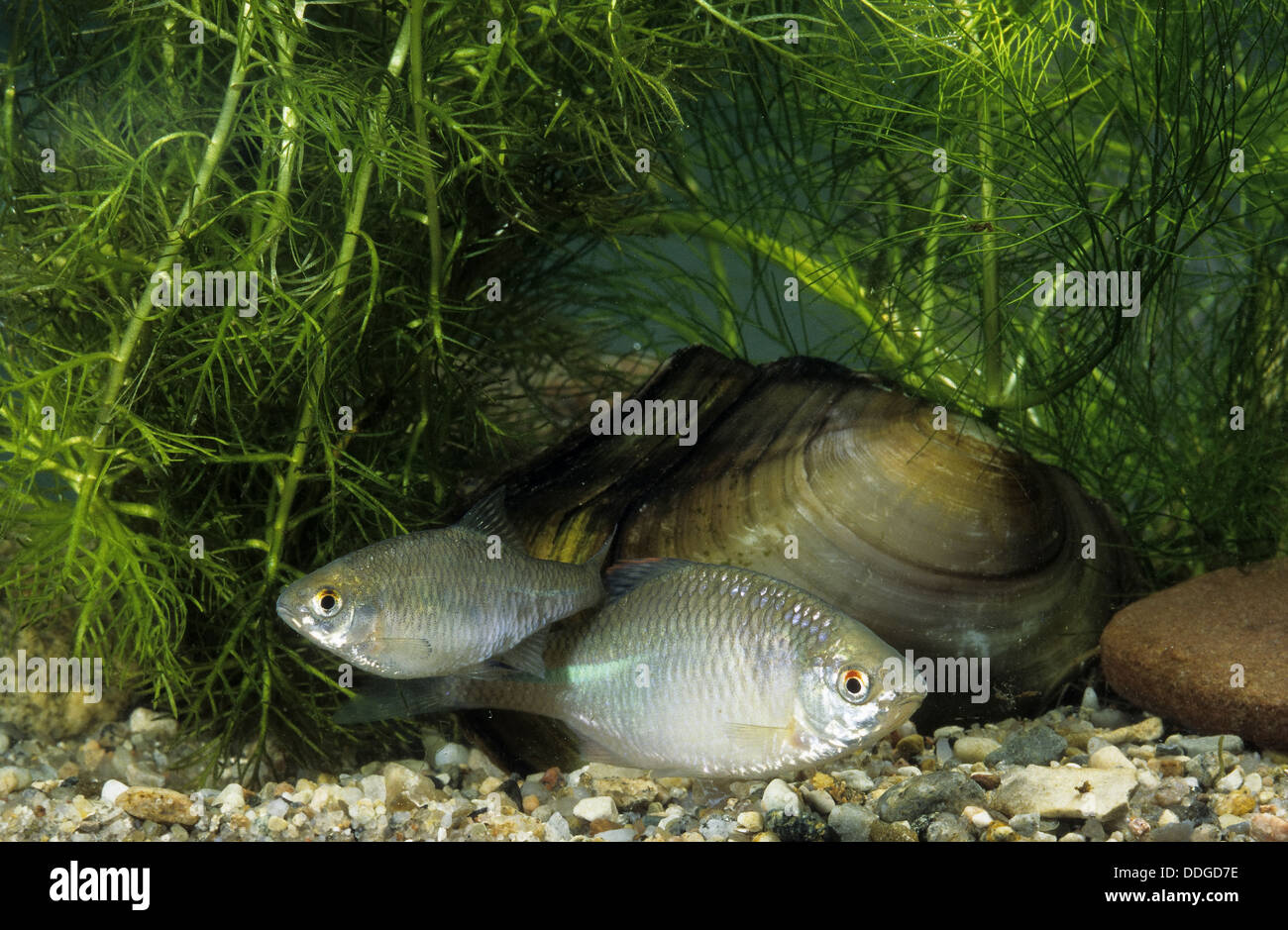 European Bitterling, Bitterling, Rhodeus amarus, Rhodeus sericeus ...