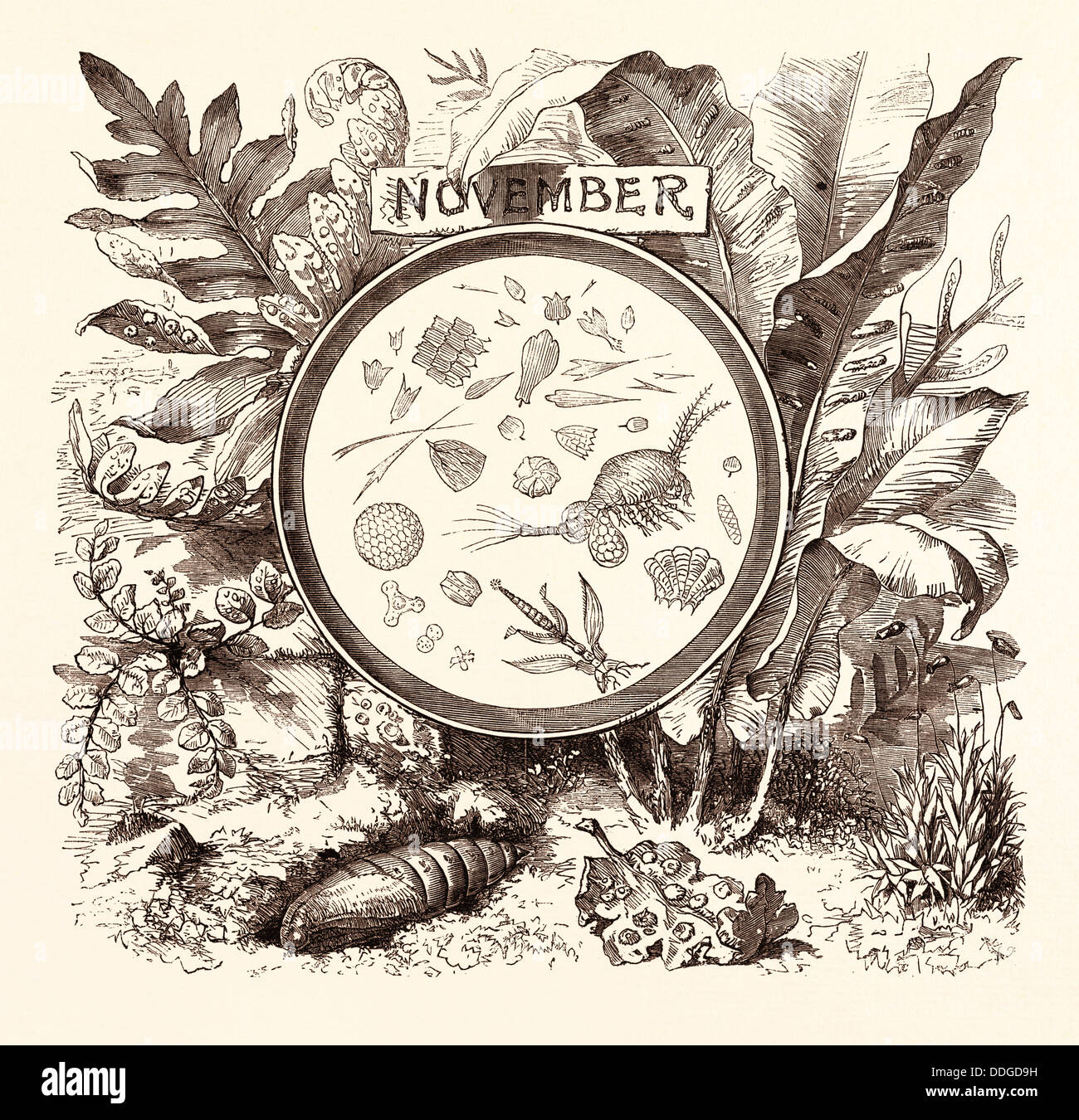 NOVEMBER, calendar, year, month, monthly Stock Photo - Alamy