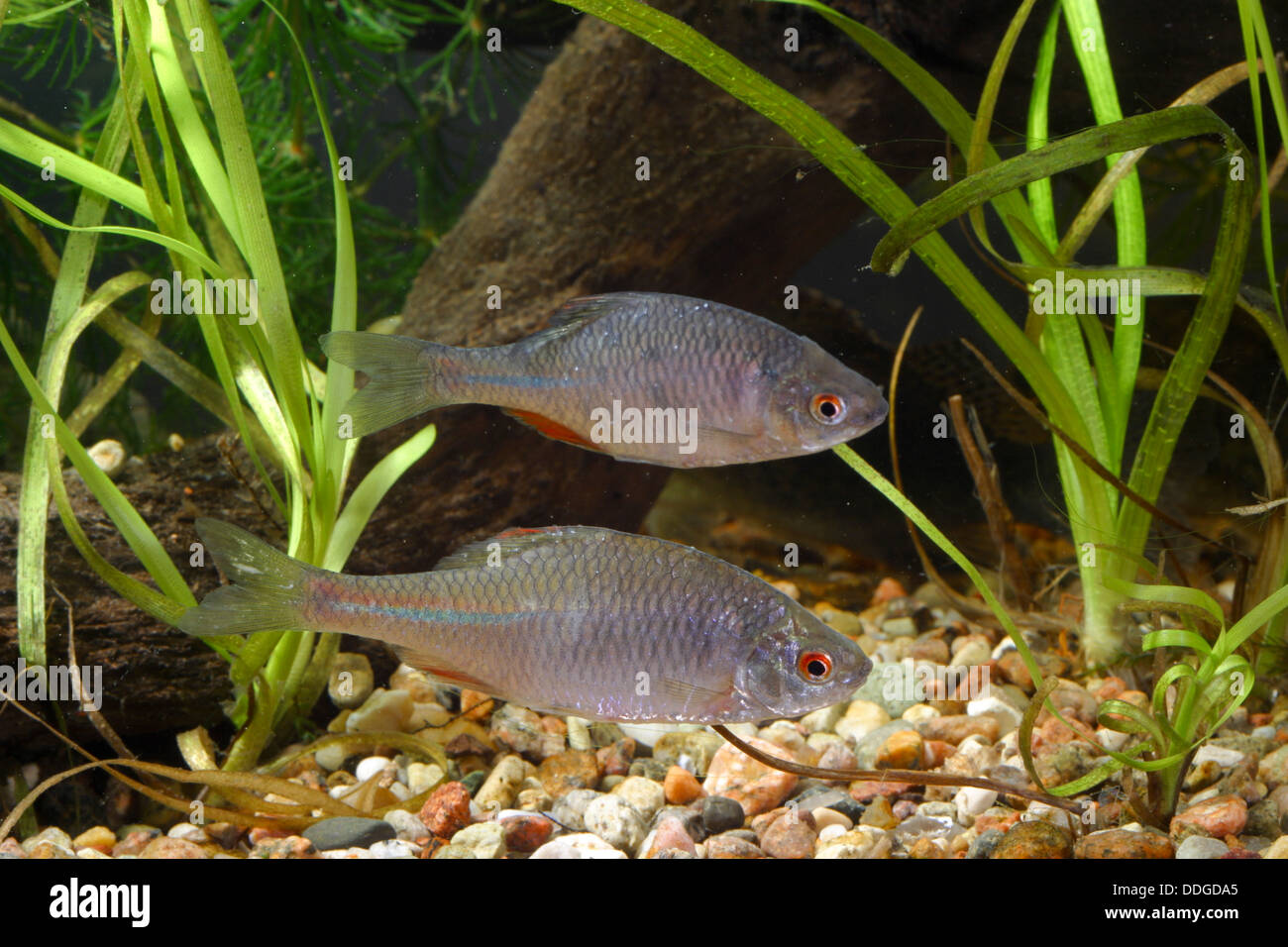 European Bitterling, Bitterling, Rhodeus amarus, Rhodeus sericeus ...