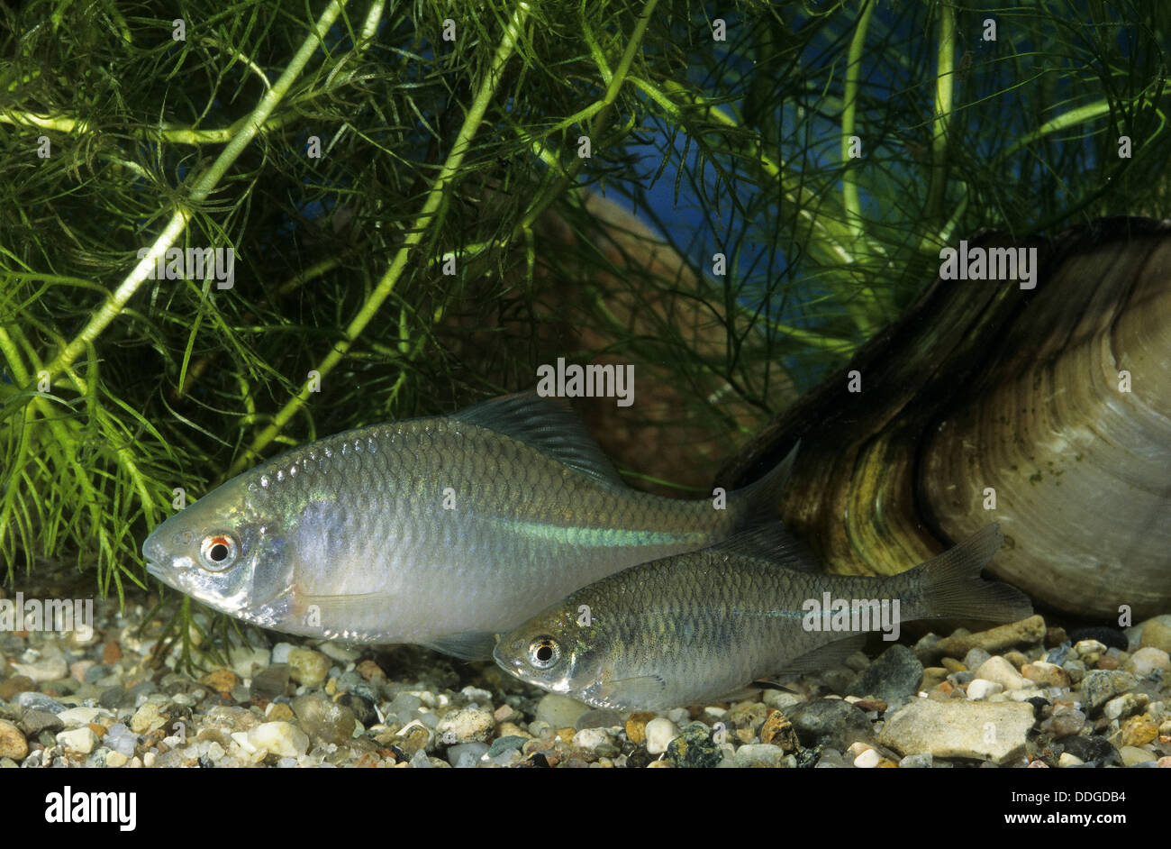 European Bitterling, Bitterling, Rhodeus amarus, Rhodeus sericeus ...