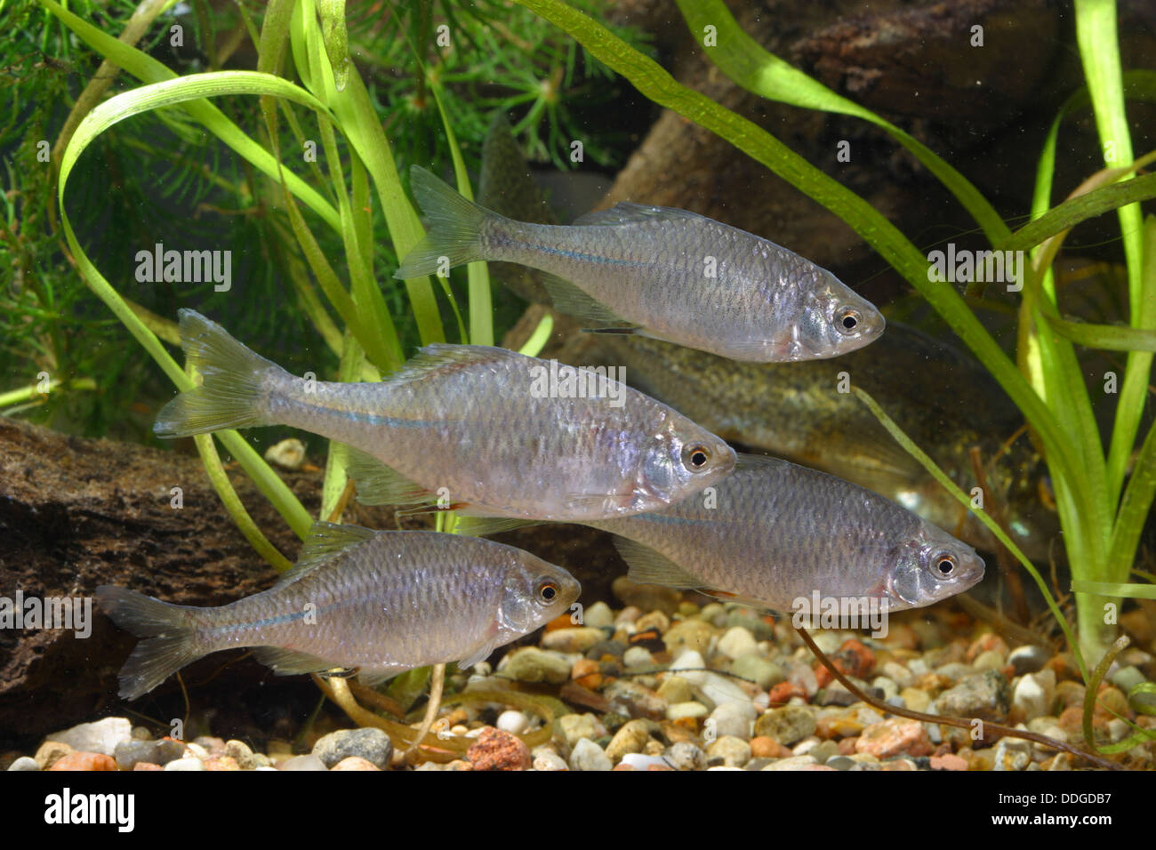 European Bitterling, Bitterling, Rhodeus amarus, Rhodeus sericeus ...
