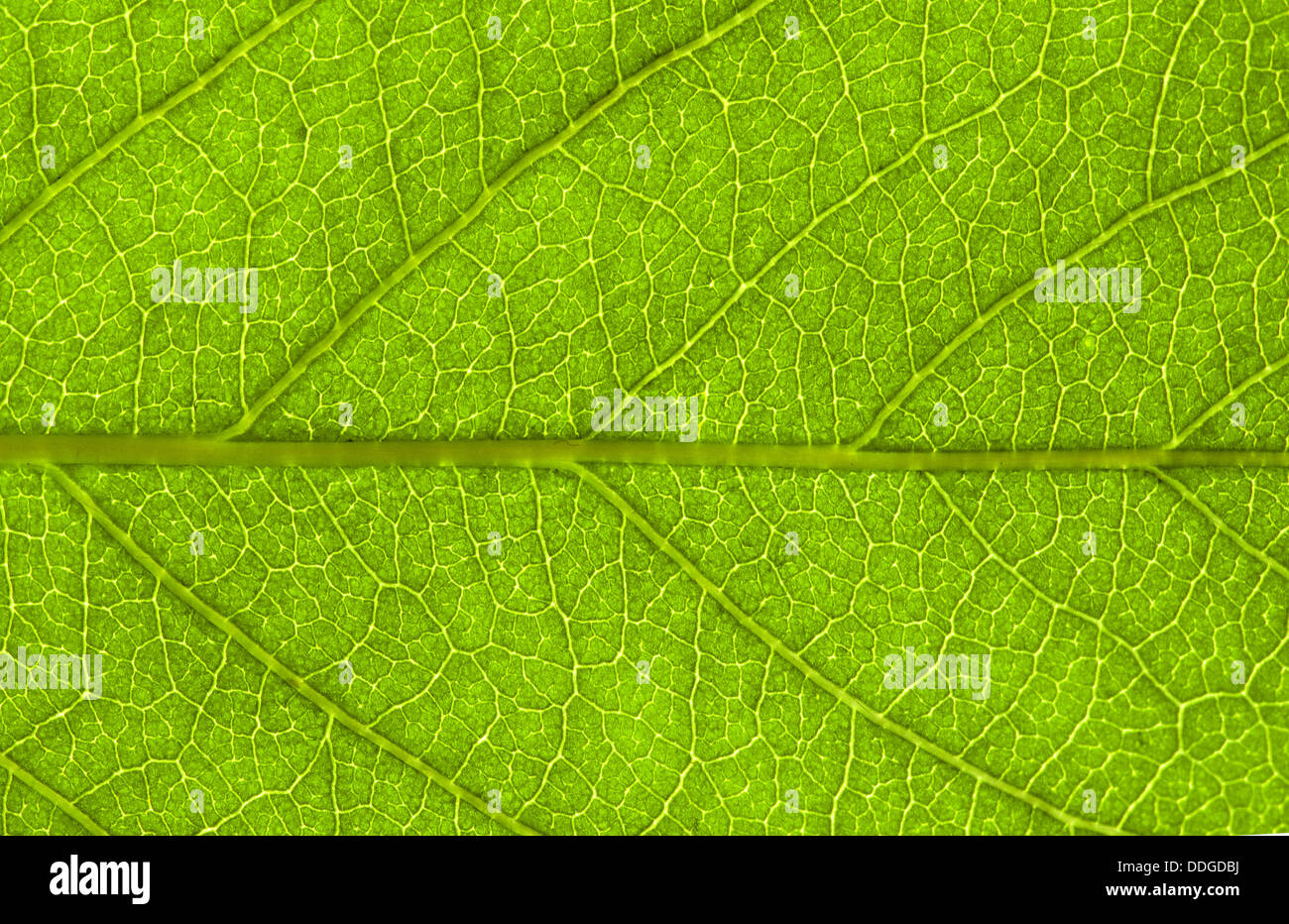 leaf background Stock Photo - Alamy