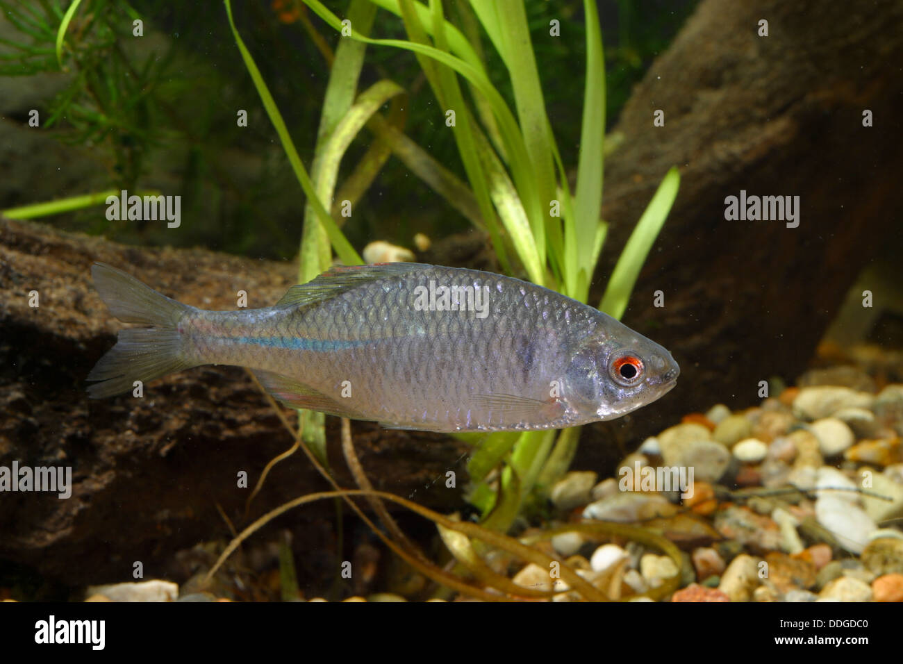 European Bitterling, Bitterling, Rhodeus amarus, Rhodeus sericeus ...