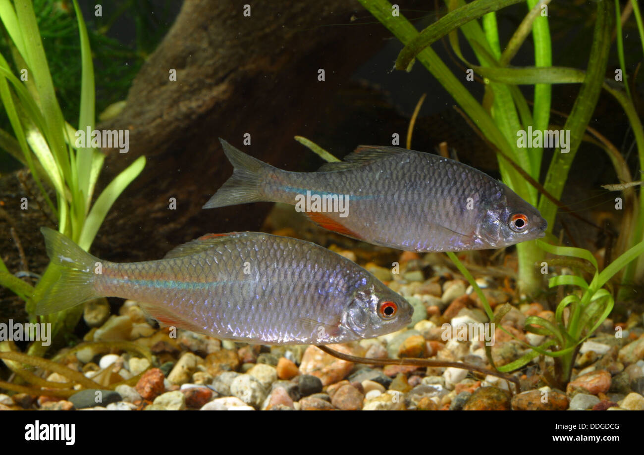 European Bitterling, Bitterling, Rhodeus amarus, Rhodeus sericeus ...