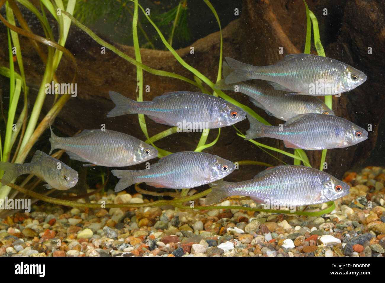 European Bitterling, Bitterling, Rhodeus amarus, Rhodeus sericeus ...