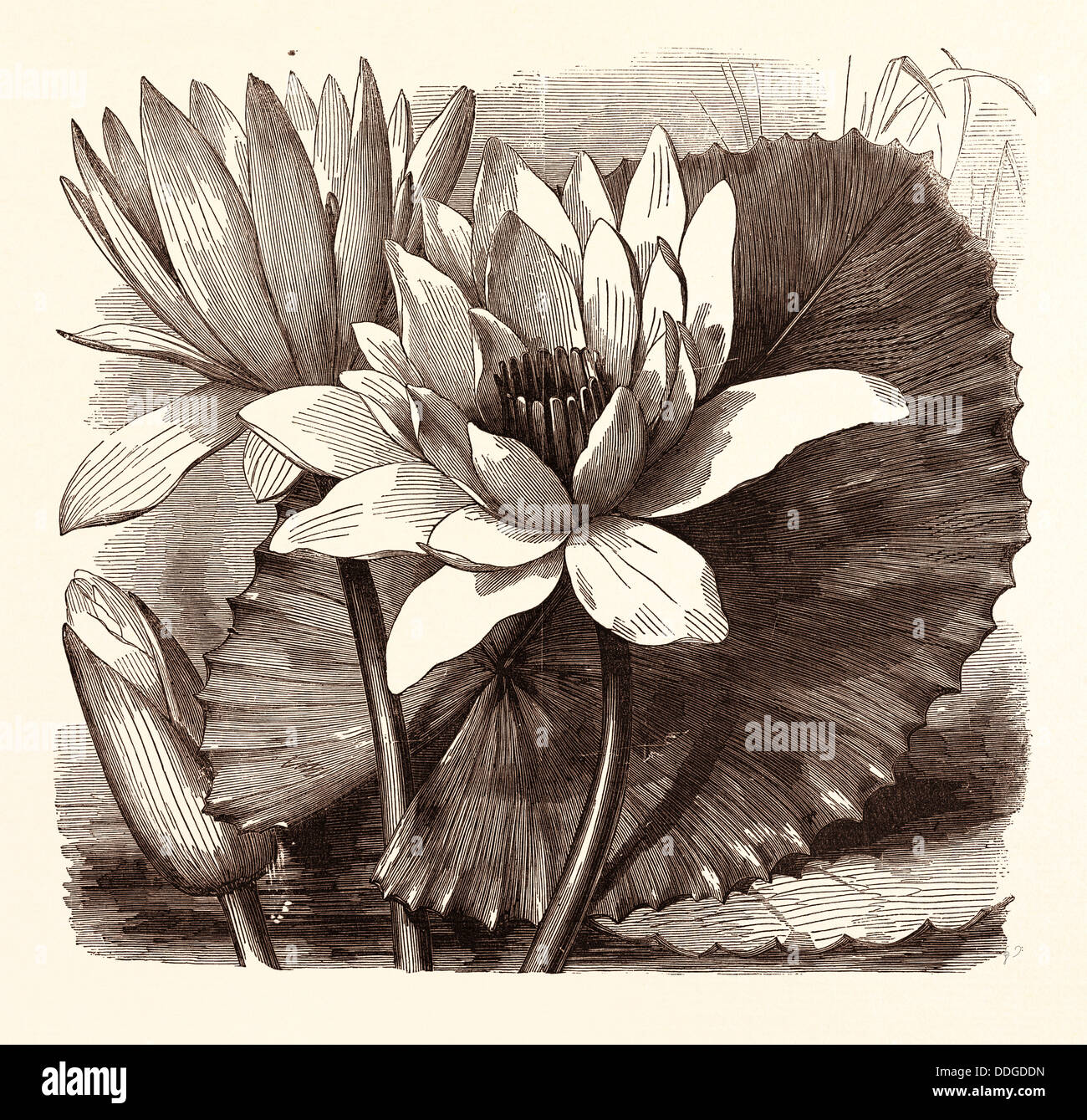 Nymphaea devoniensis hi-res stock photography and images - Alamy