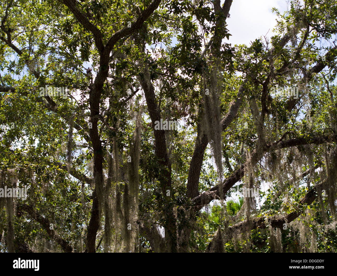 Sunlight live oak tree hi-res stock photography and images - Alamy