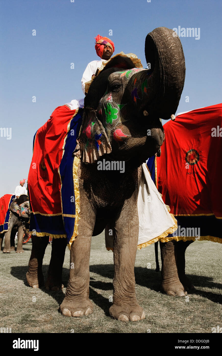 Royal elephant procession during Elephant Festival, Jaipur, Rajasthan ...