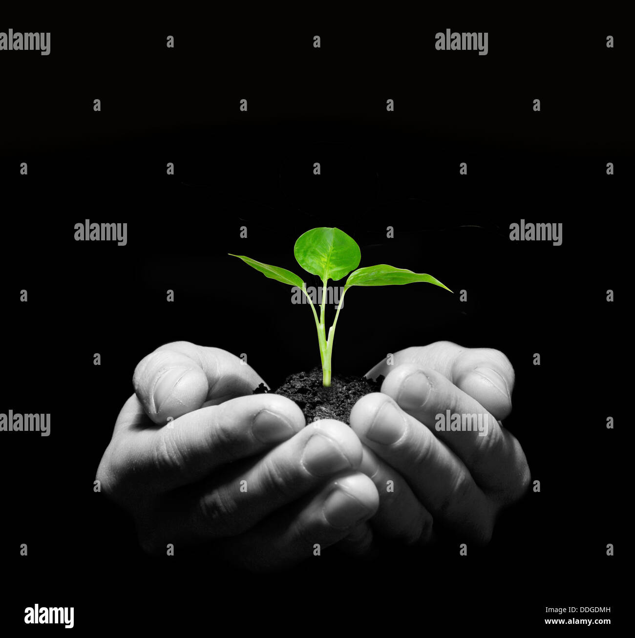 Hands holding sapling in soil Stock Photo - Alamy