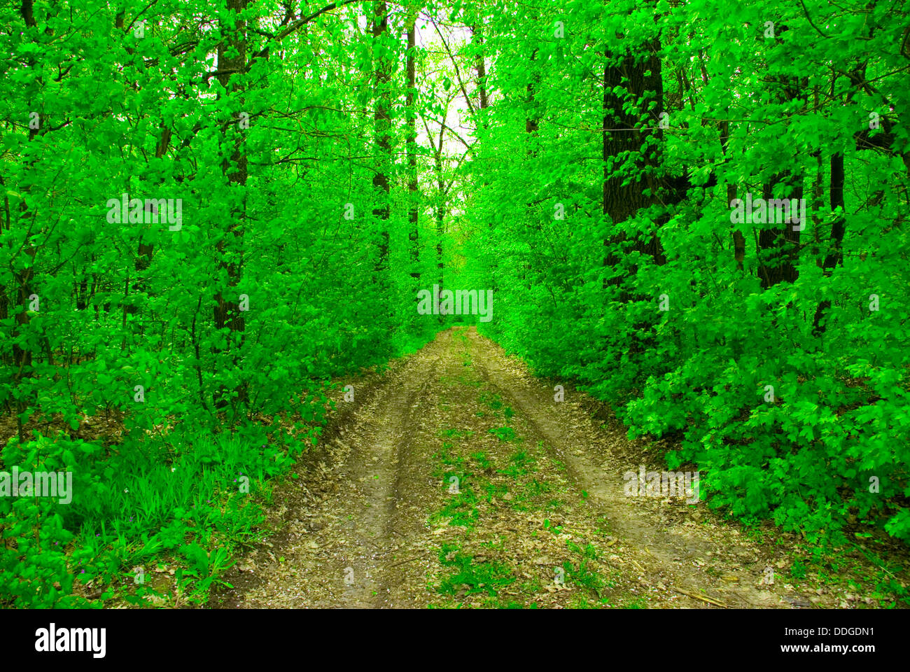 forest path Stock Photo - Alamy