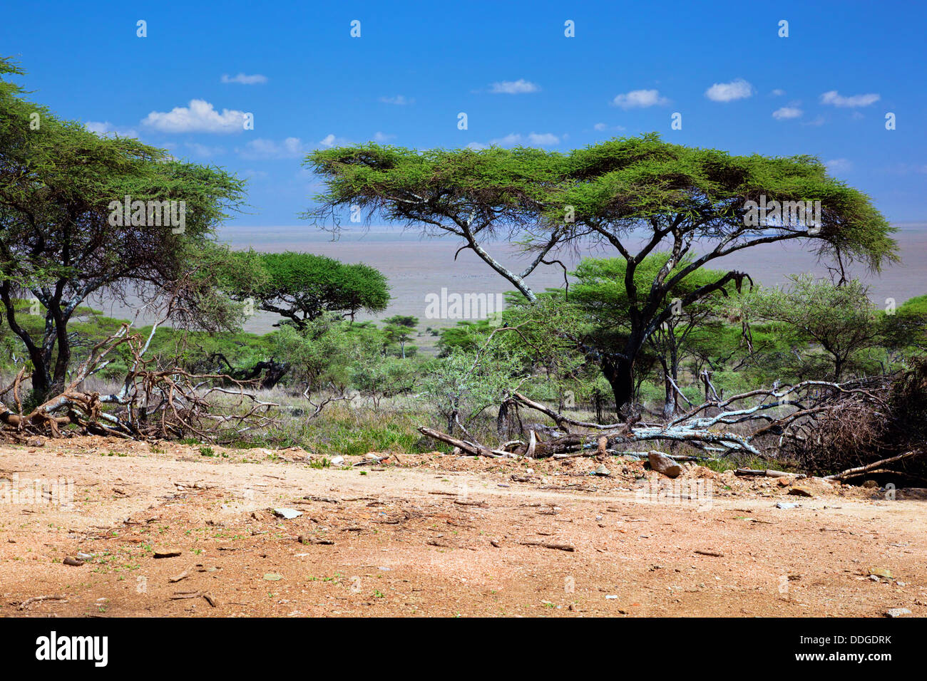 Savanna africa acacia hi-res stock photography and images - Alamy