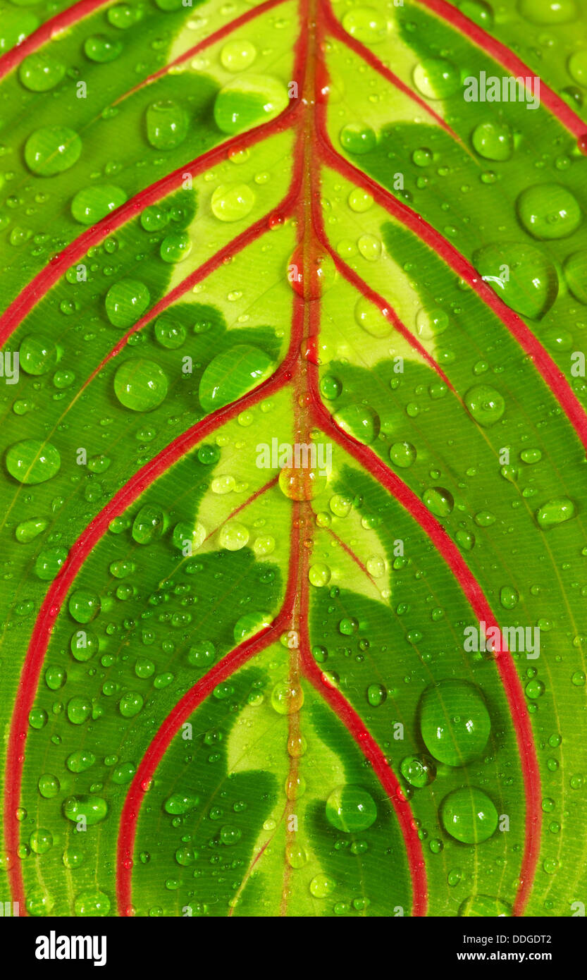 leaf with drops Stock Photo - Alamy