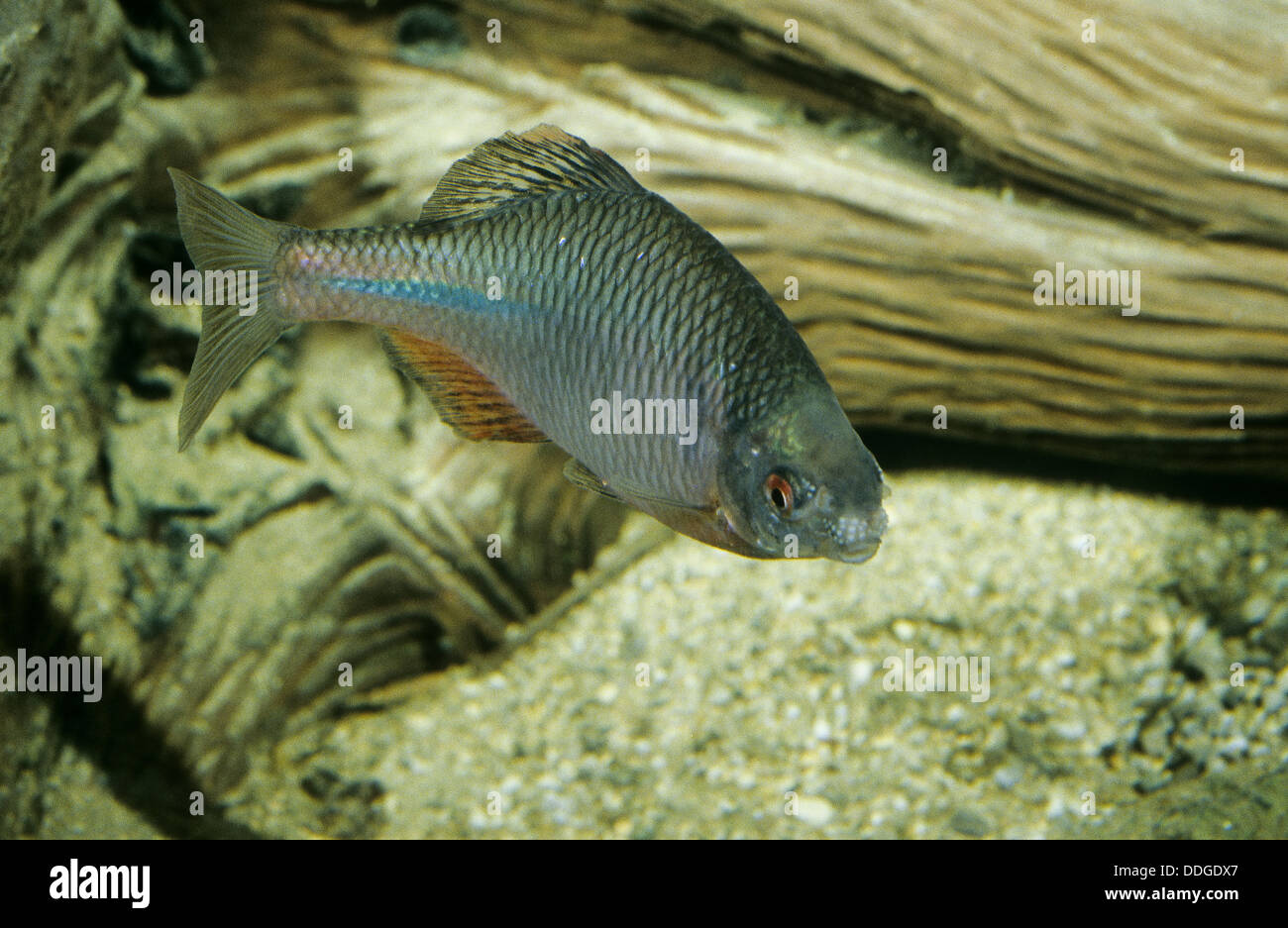 European Bitterling, Bitterling, Rhodeus amarus, Rhodeus sericeus ...