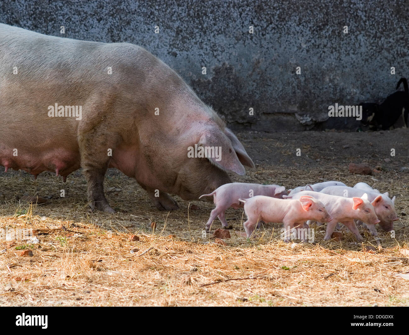 Mother pig and her young piglets in the garden of a gypsea family ...