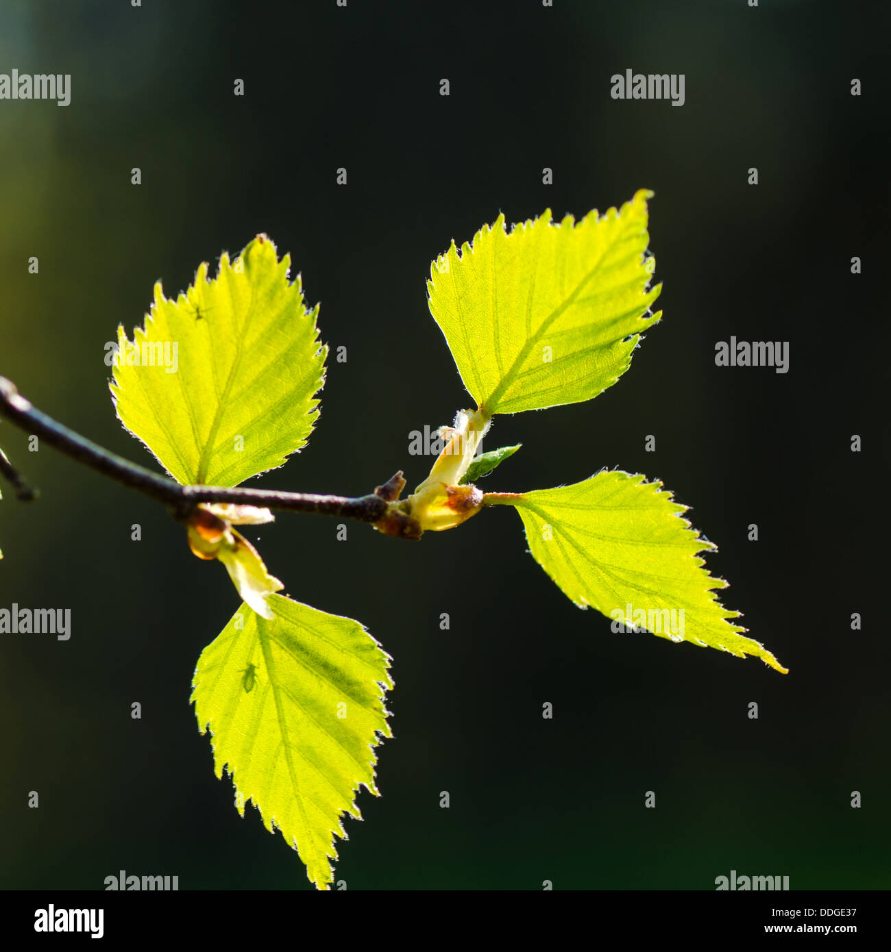 New leaf growth vivid greenery hi-res stock photography and images - Alamy