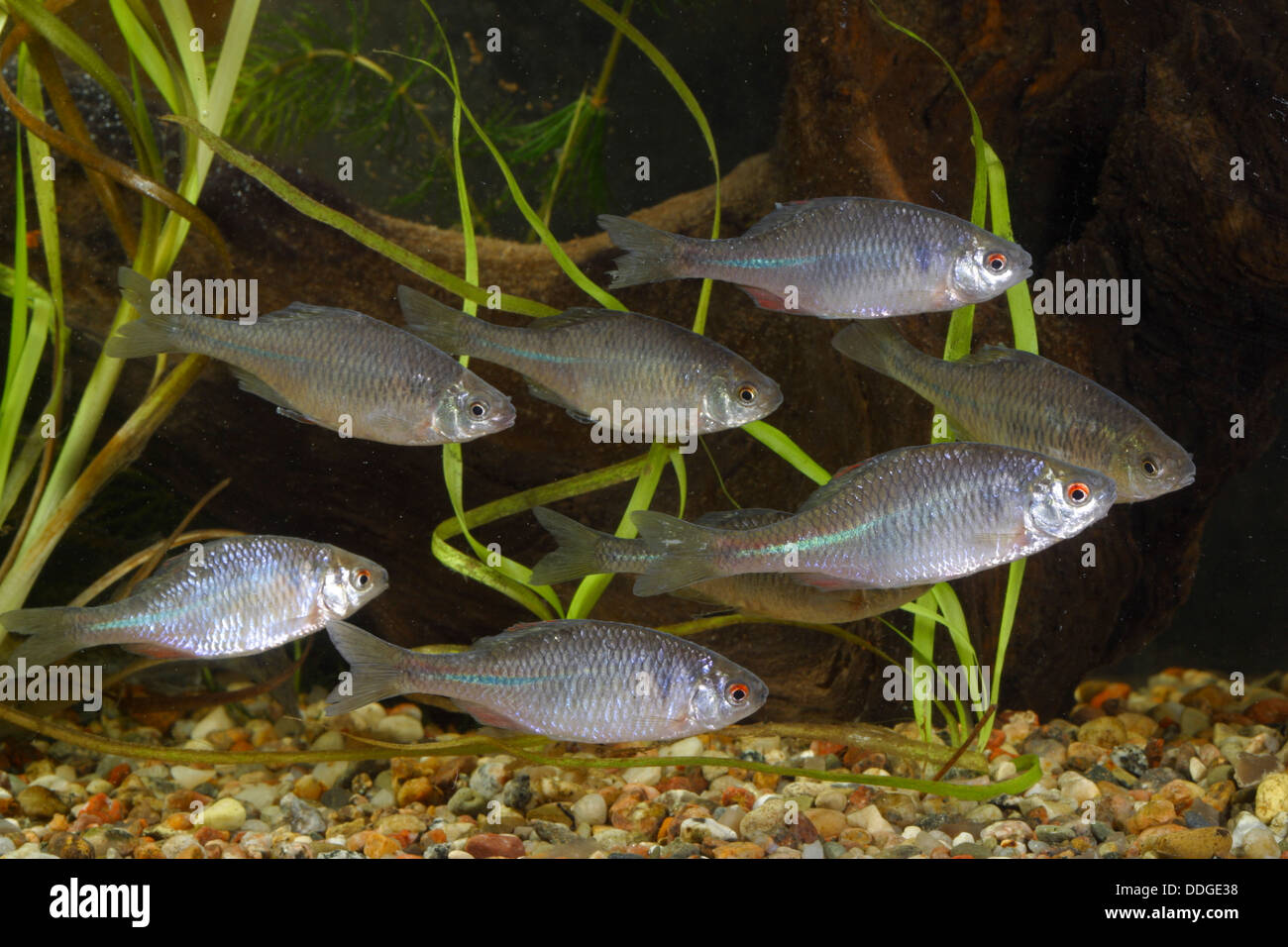 European Bitterling, Bitterling, Rhodeus amarus, Rhodeus sericeus ...